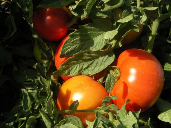 ayaş domatesi görsel sahibi ankara il kültür ve turizm müdürlüğü